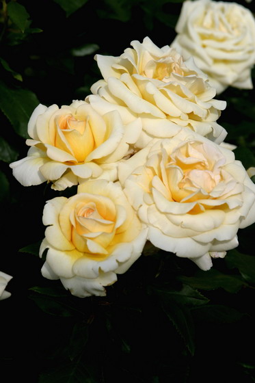 Suisse - Genève - Roseraie du Parc de la Grange - Rose Emperor / www ...